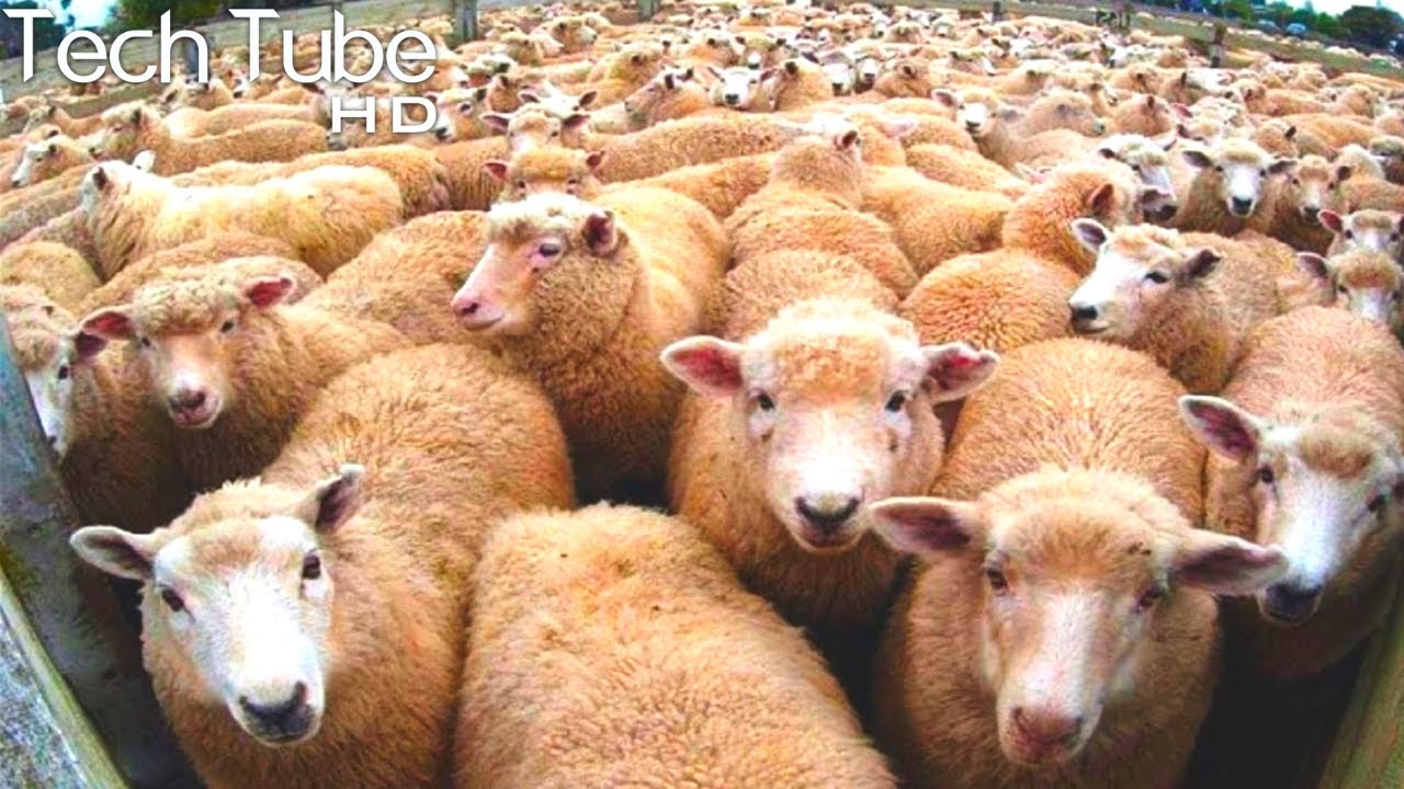 Amazing Modern Sheep Farming Technology | Sheep Meat Processing | Sheep ...