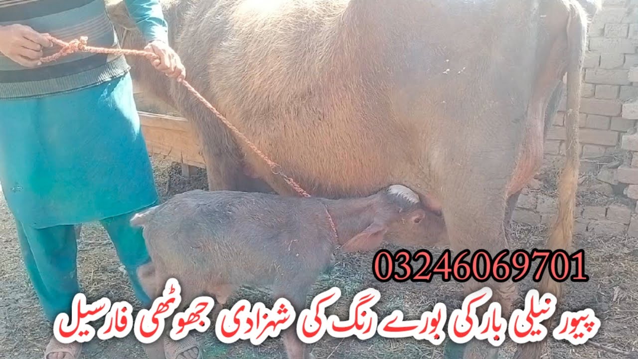 pure Neeli bar ki shaadi jhoti for sale WhatsApp number aur Rabta ...