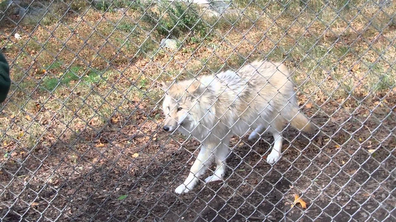 Gray Wolves Zephyr, Alawa And Nikai - YouTube