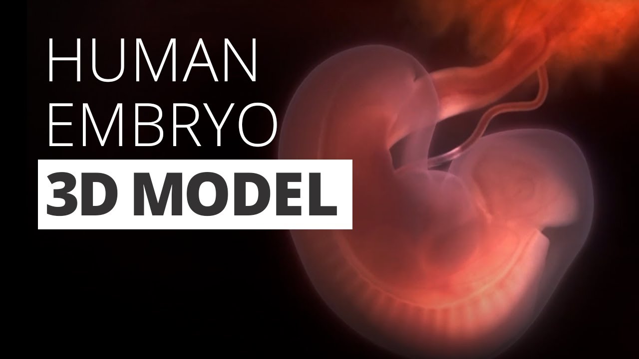INCREDIBLE 3D ANIMATION OF HUMAN EMBRYO. 3D MODEL. - YouTube
