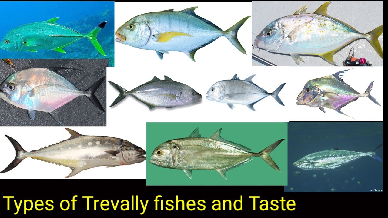 TYPES OF TREVALLY FISH STORY AND HISTORY / பாரை மீன்களின் வகைகள் ...