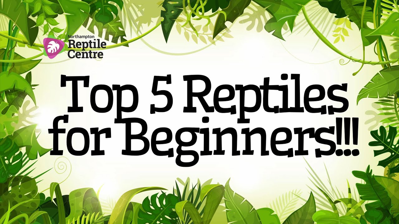Top 5 Reptiles for Beginners! - YouTube