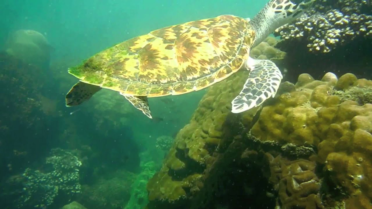 My Turtle Wednesday - YouTube