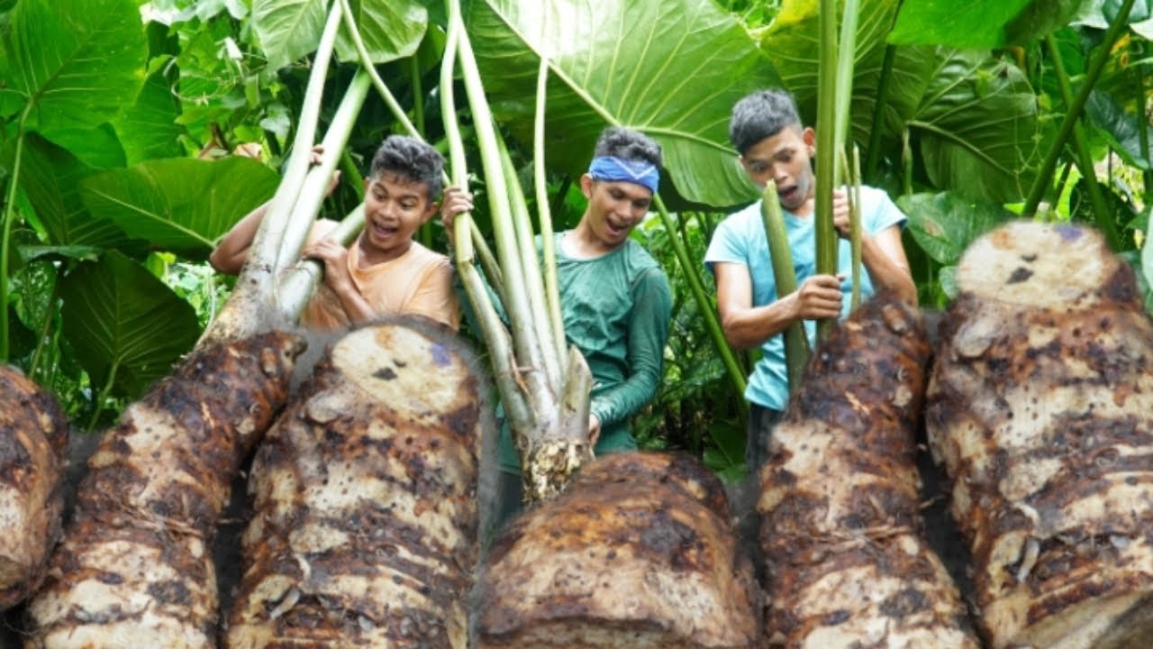 ELEPHANT EAR COOKING /NILUPAK NA GALYANG - YouTube
