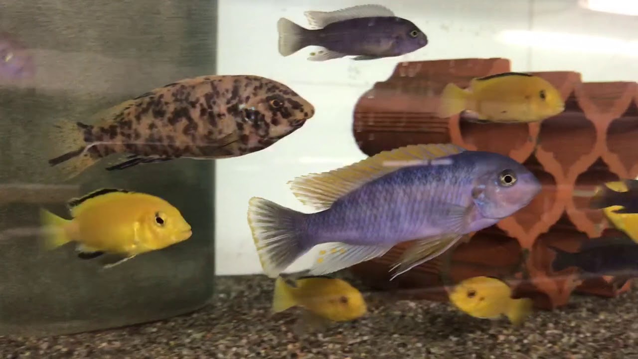 Labeotropheus Fuelleborni Chipoka WILD - YouTube