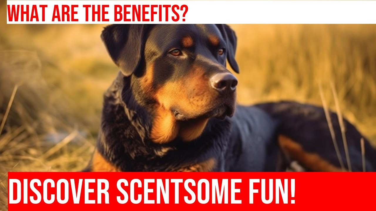 Train Your Rottweiler's Nose: Benefits & Tips for Success - YouTube