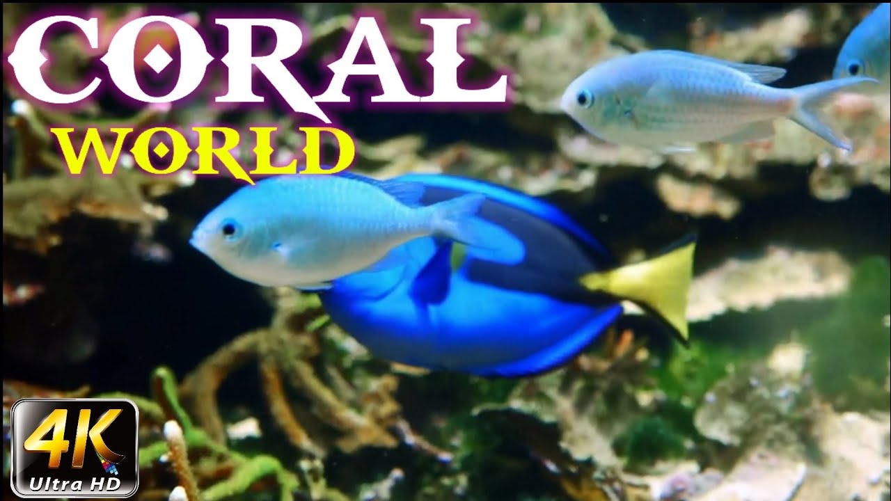 4K Coral World - Tropical Reef Fish - Relaxing Underwater Ocean Video ...
