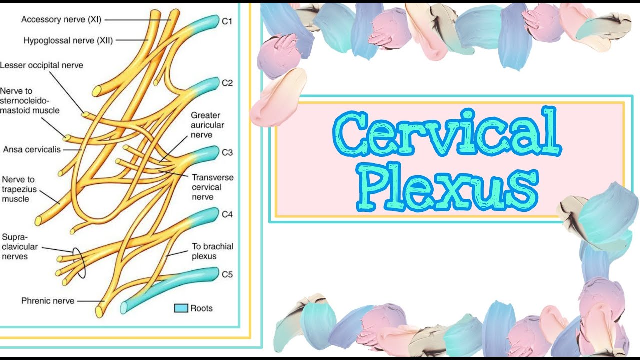 Cervicle Plexus | How to Draw and Learn Cervicle Plexus | Branches ...