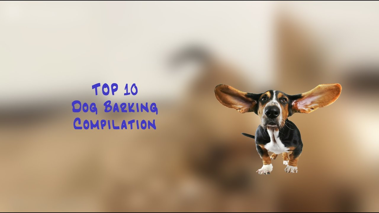TOP 10 DOG BARKING VIDEO COMPILATION - YouTube