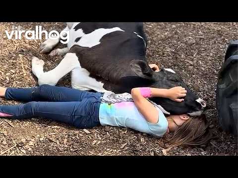 Snuggles With Oreo the Rescued Cow || ViralHog