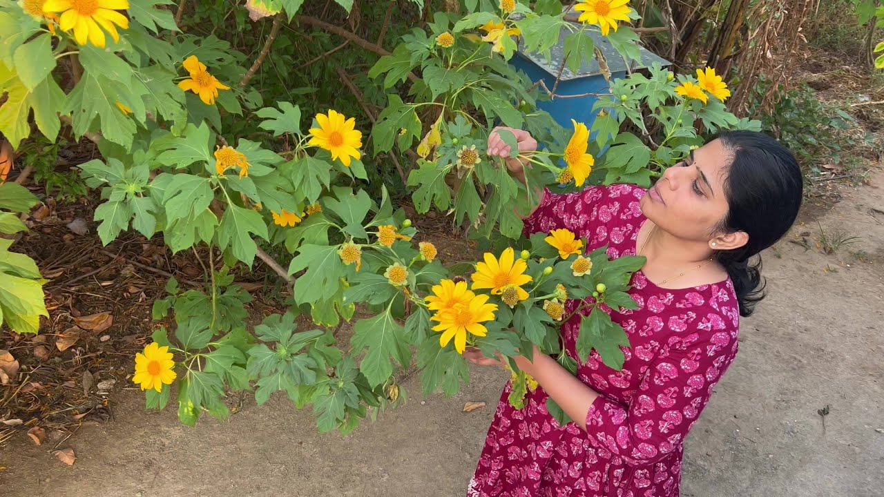 A Day at farm||Farm Living with Sarada&Ganga||B Like Bindu - YouTube