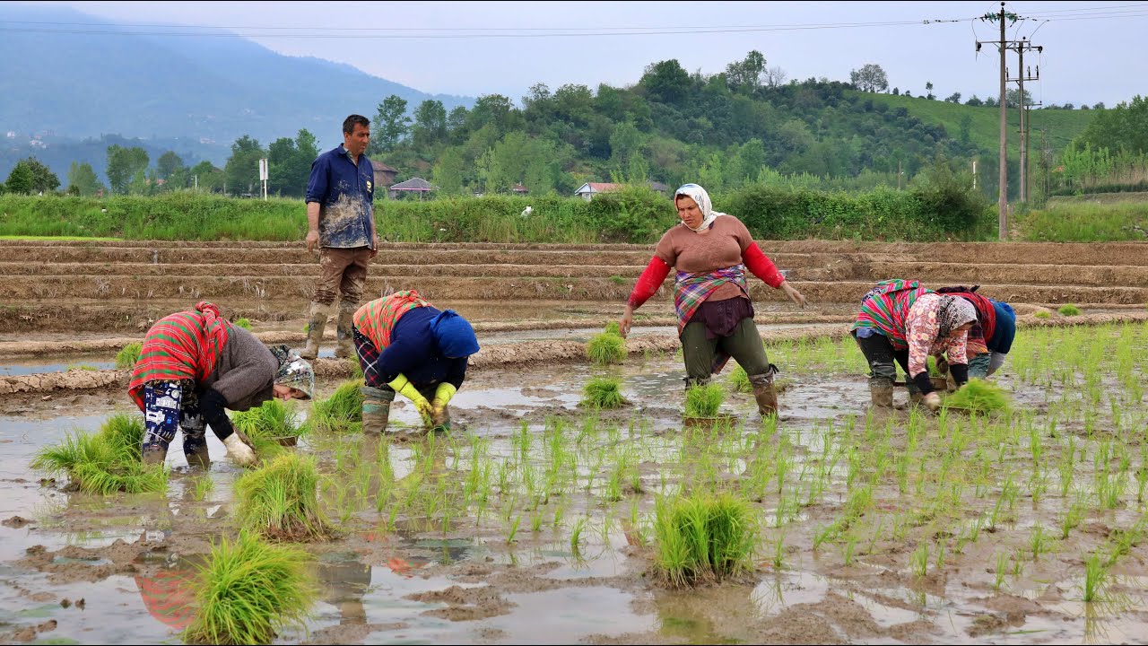 Rice Planting By Hands Of Women In Amazing Rice Field - YouTube