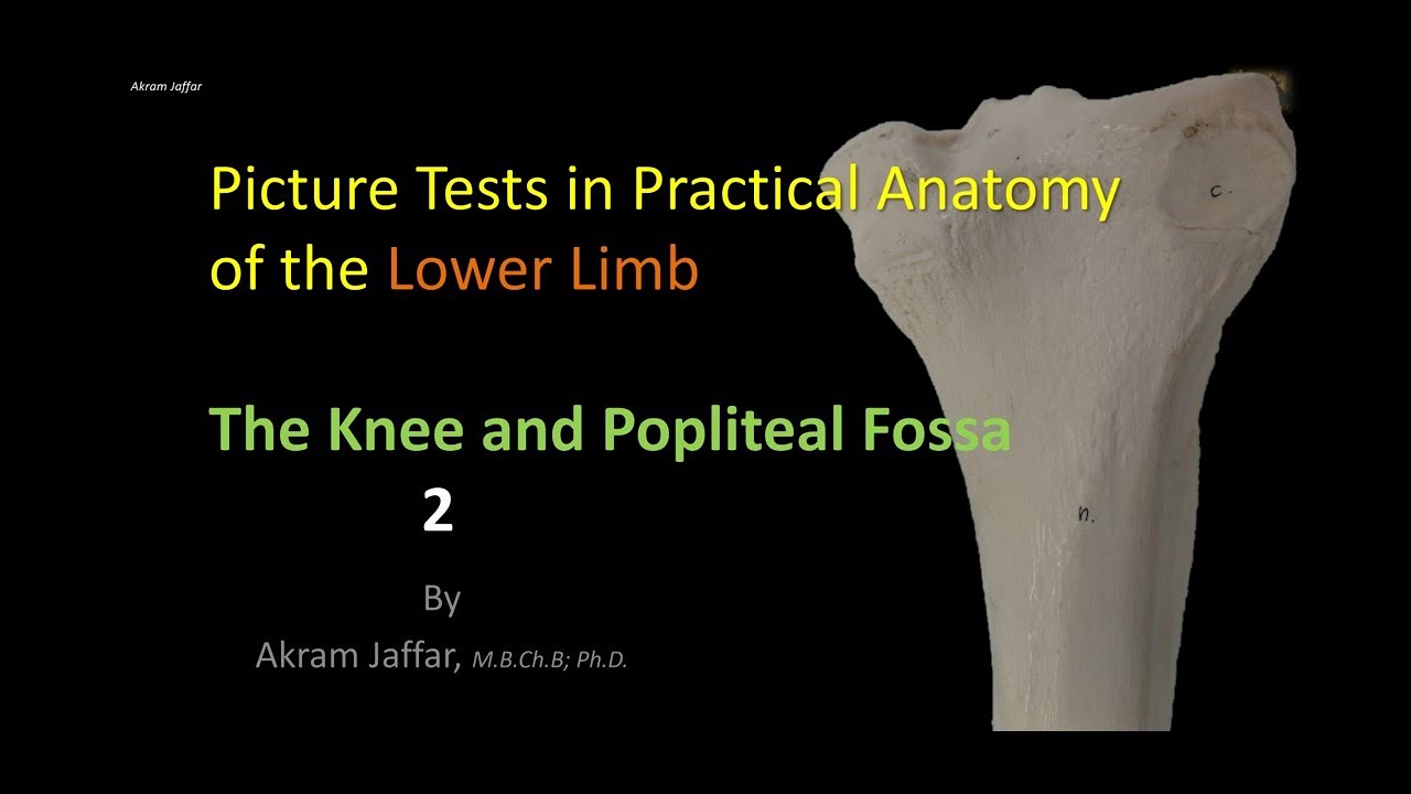 Picture tests in Anatomy Lower Limb Knee and popliteal fossa 2 - YouTube