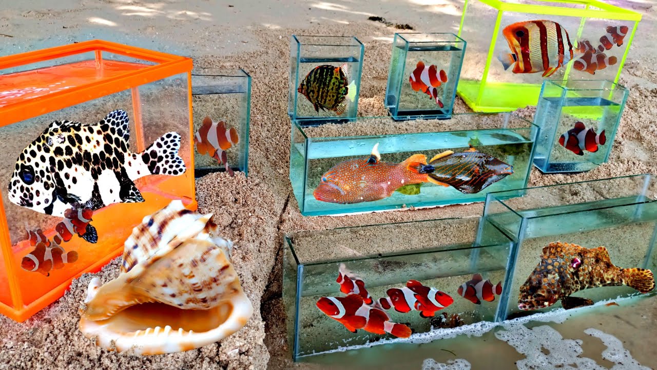 Menemukan banyak ikan hias di laut, ikan nemo, ikan warna warni, ikan ...
