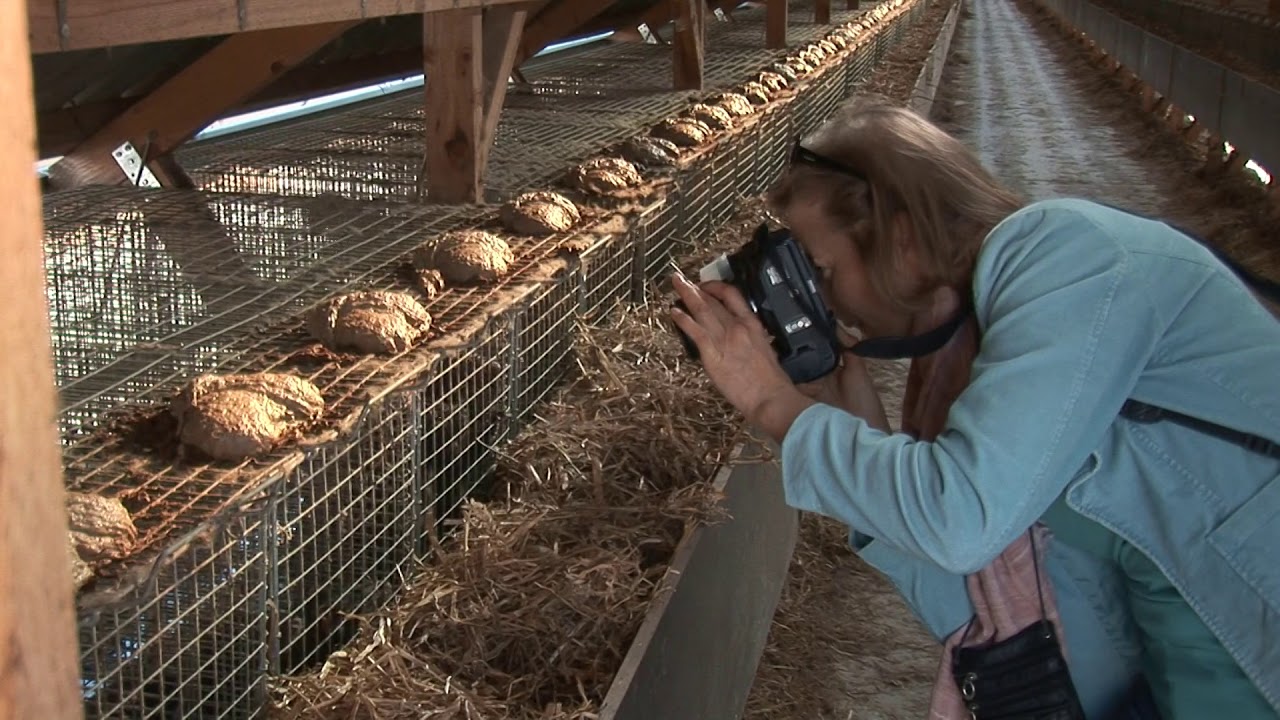 Open Farm Lithuania 2017 - YouTube