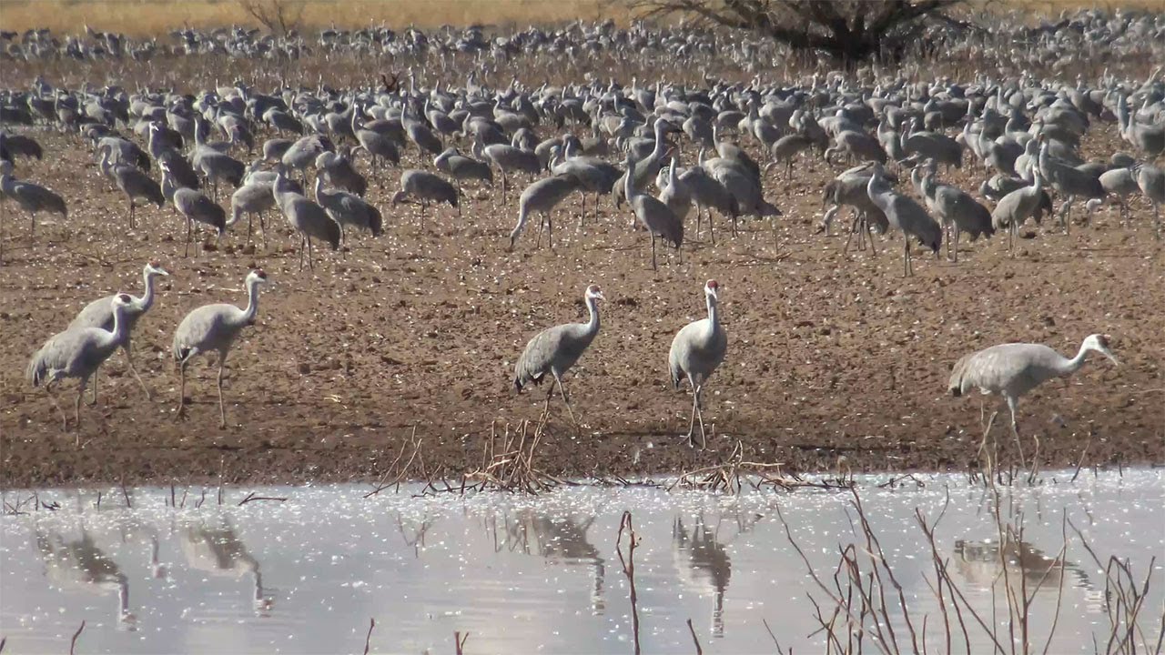 Whitewater Draw Sandhill Cranes - YouTube