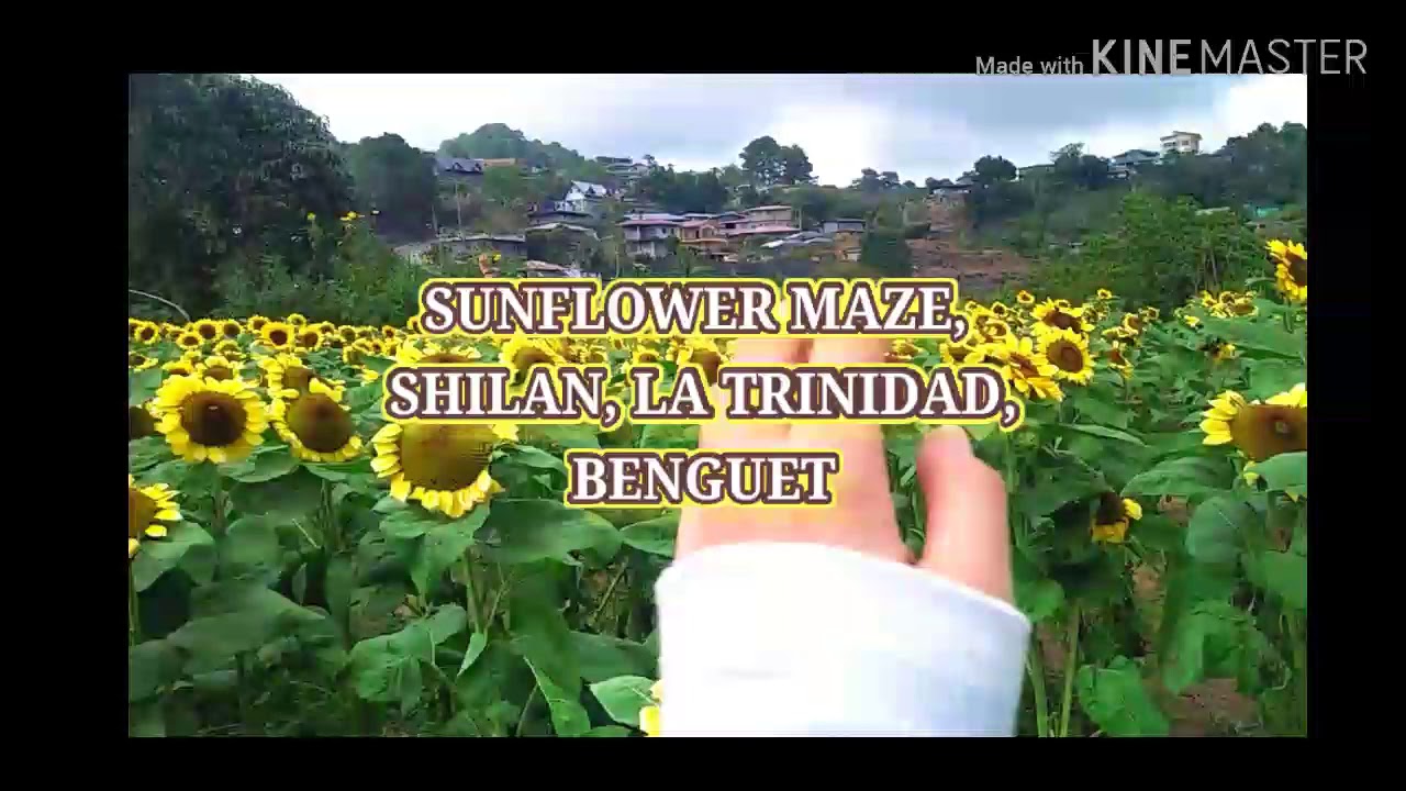 SUN FLOWER MAZE, SHILAN, LA TRINIDAD BENGUET || VLOG 01 - YouTube