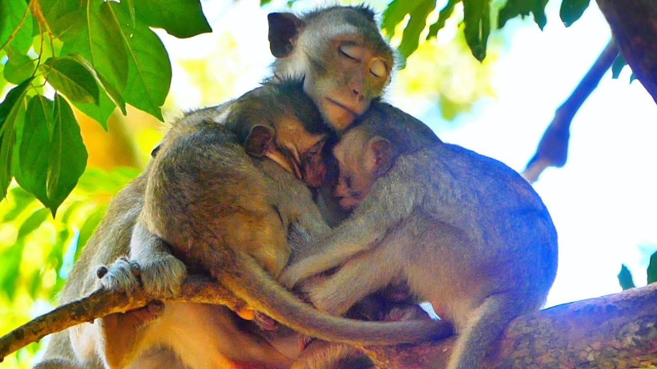 Mummy’s à home!! Two little monkeys in a happiness house ...