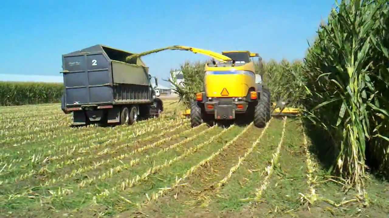 Chopping Corn 2011 in front of dairy - YouTube