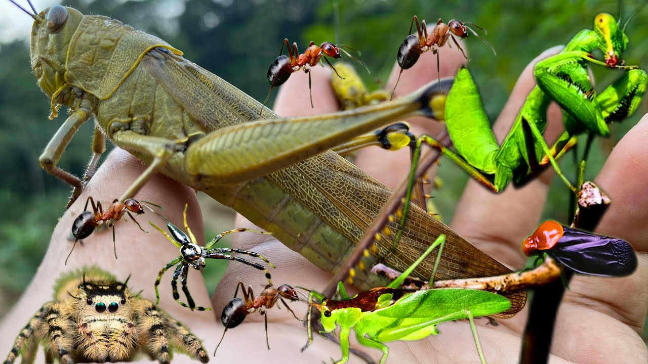 hunting giant grasshoppers in the habitat, reptiles, insects - YouTube