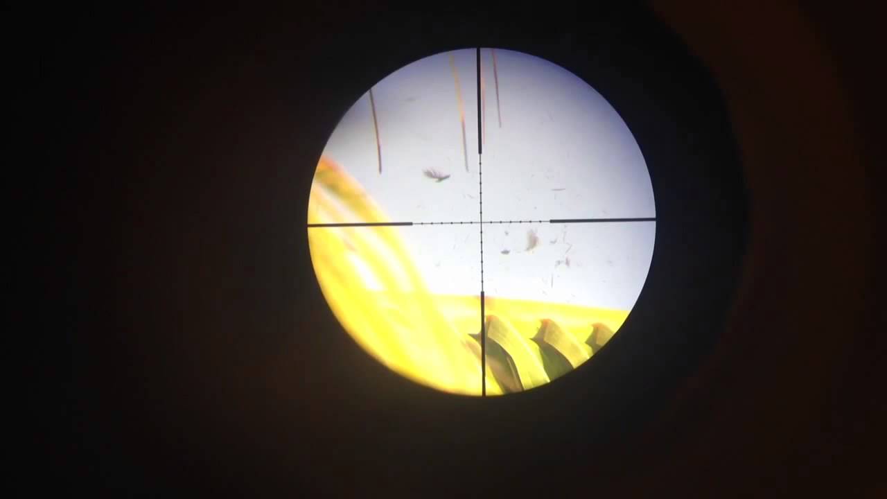 Pest control - air rifle shooting birds (chicken farm) - YouTube