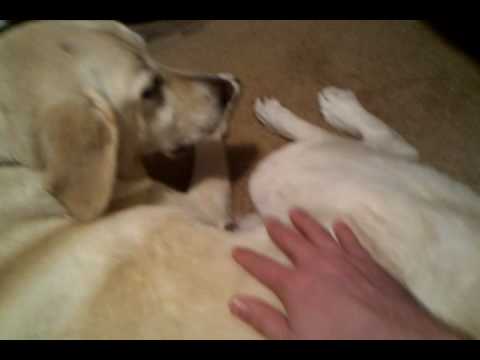 Growling/purring dog - YouTube