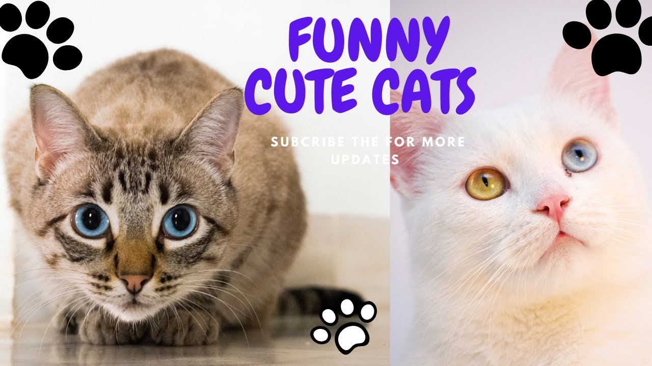 So many cute kittens videos compilation 2020 - YouTube