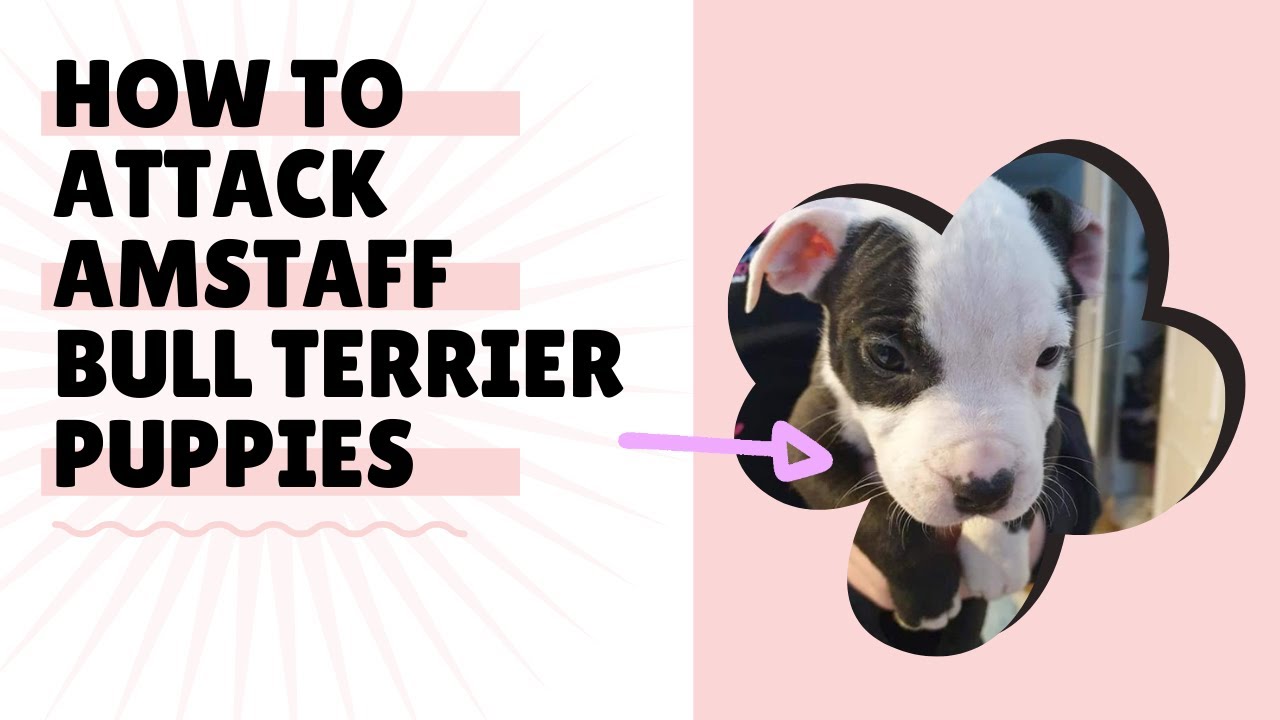 How to attack amstaff bull terrier puppies - YouTube