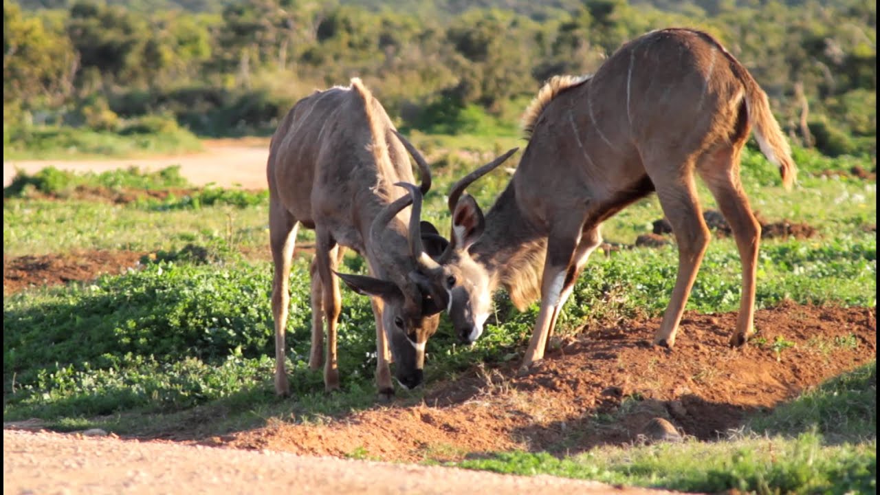 Fighting Kudu with spectating Meercat - Addo Elephant Park (south ...
