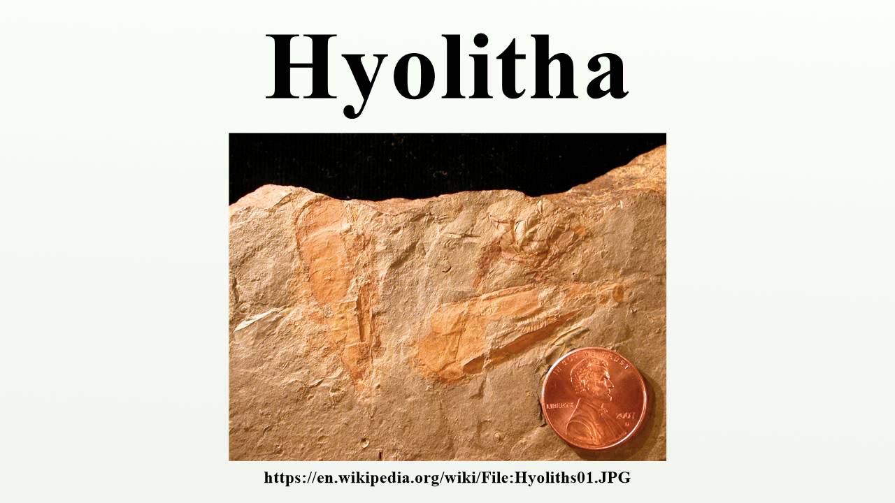 Hyolitha - YouTube