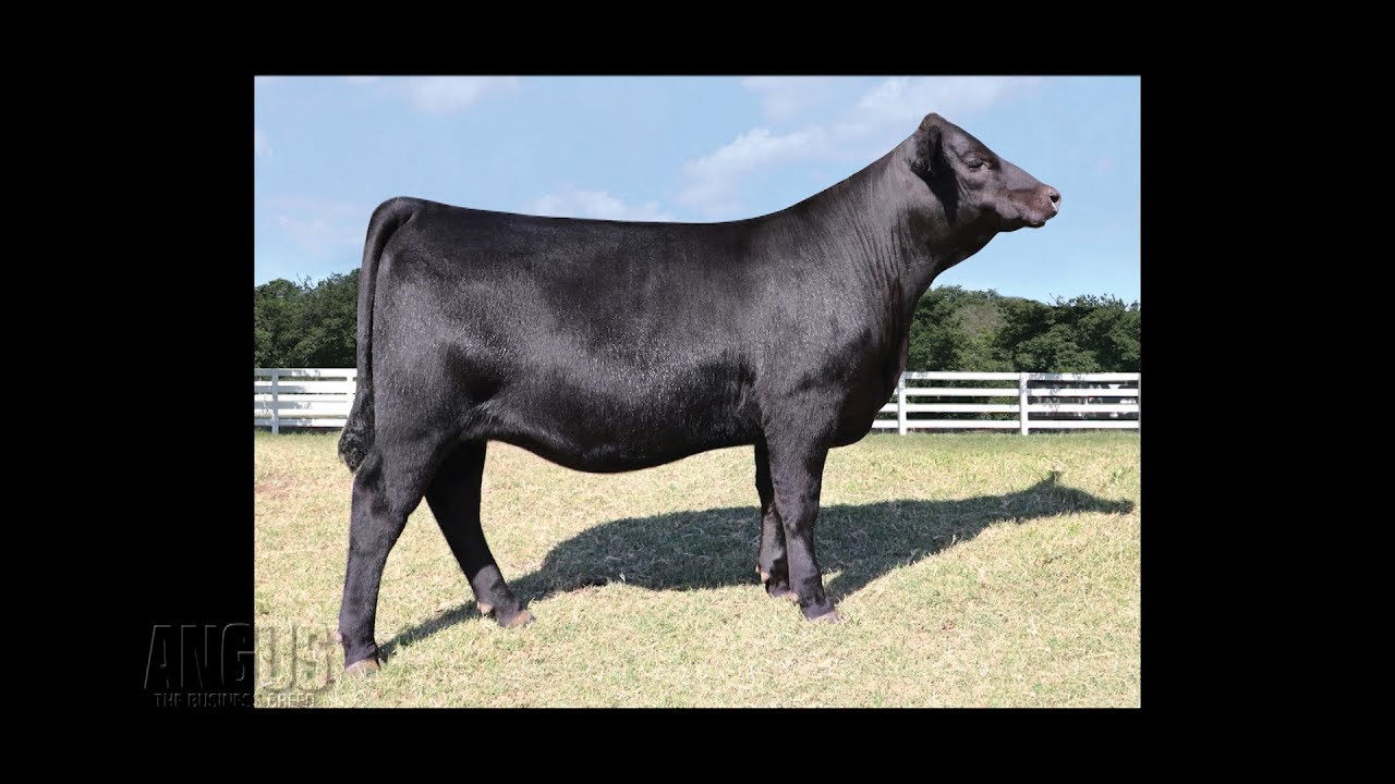 The Angus Report, December 25, 2017: Angus Foundation Female - YouTube