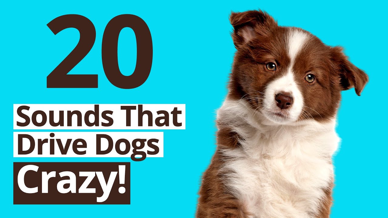 20 Sounds That Drive Dogs Crazy! 🐶 - YouTube