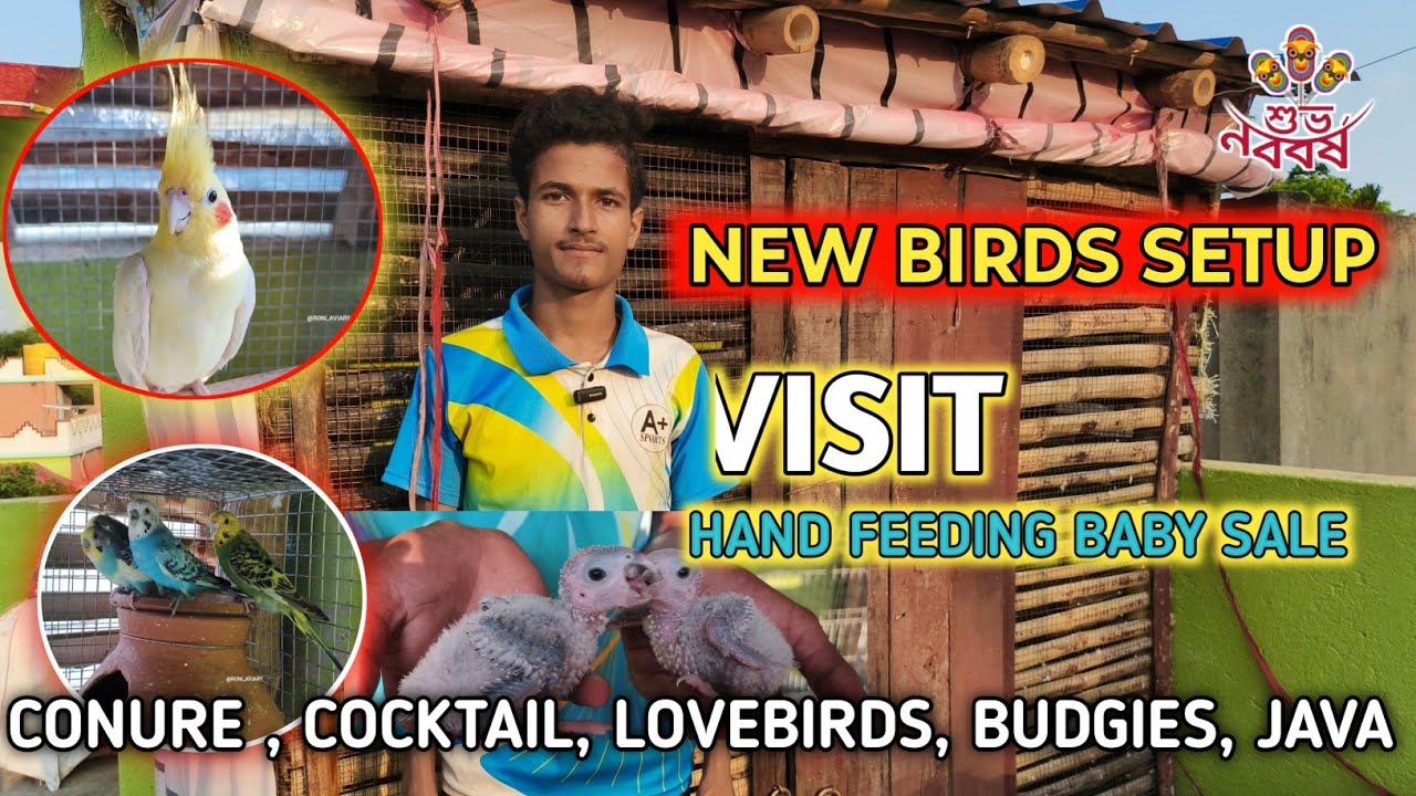 NEW BIRDS FARM VISIT . CONURE , COCKTAIL, LOVEBIRDS, BUDGIES, JAVA BREEDING PROGRESS & SALE # ...