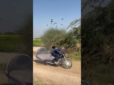 Amazing hunting for crow nest eggs 🪺 #farming  #hunting #crow #nest #eggs #birds #hunter #ytshorts