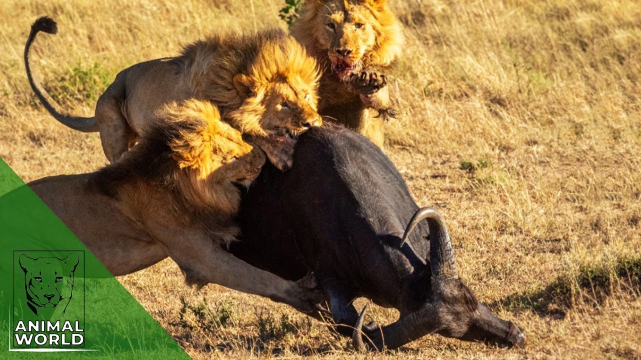 6 Brutal Hunt, Eating Alive Buffalo Moments Of Hungry Lions | Animal ...