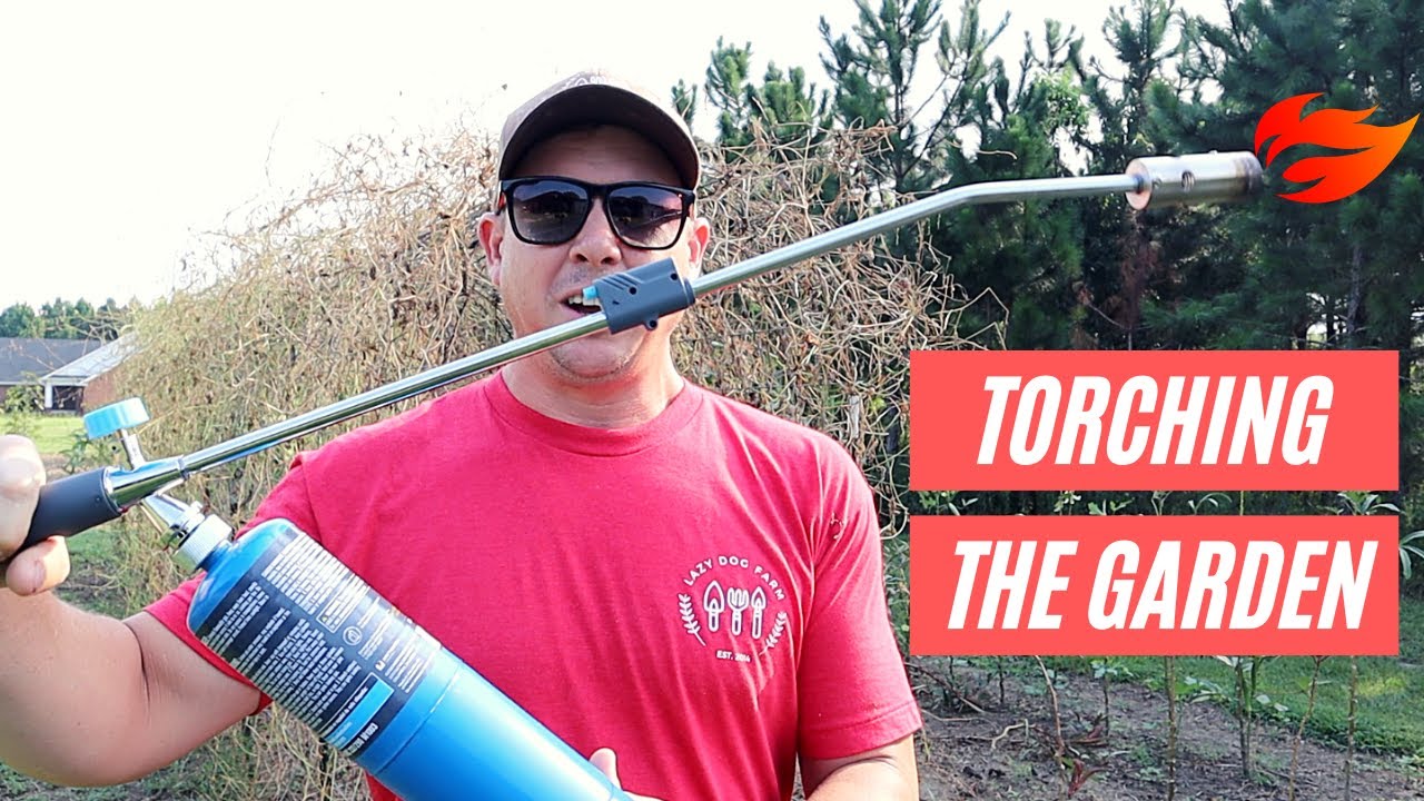 BURNING OLD GARDEN PLANTS WITH A TORCH! - YouTube