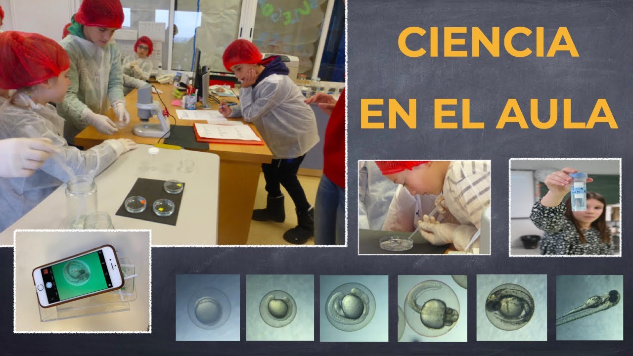 Proyecto STEAM para PRIMARIA, ESO y Bachiller ️🐠 - YouTube