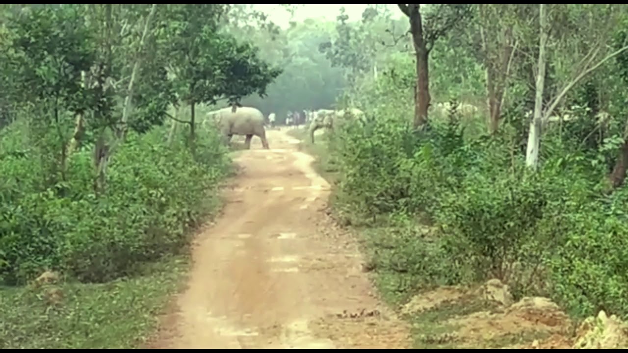 Jangal ka hati ....at Jangal Mahal #2019 - YouTube