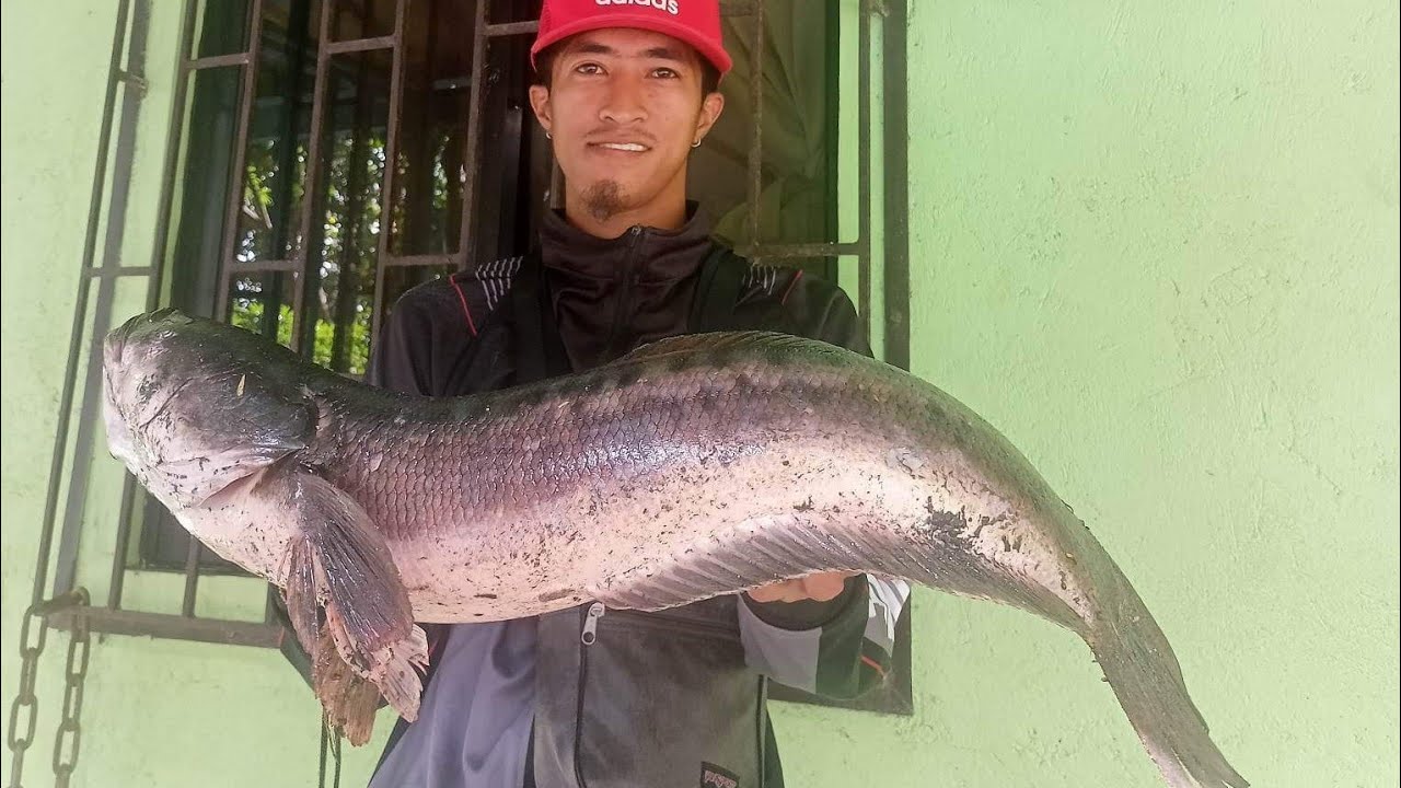 Massive Toman strikes again | Over the Bakod | Toman PH | Truepa ...