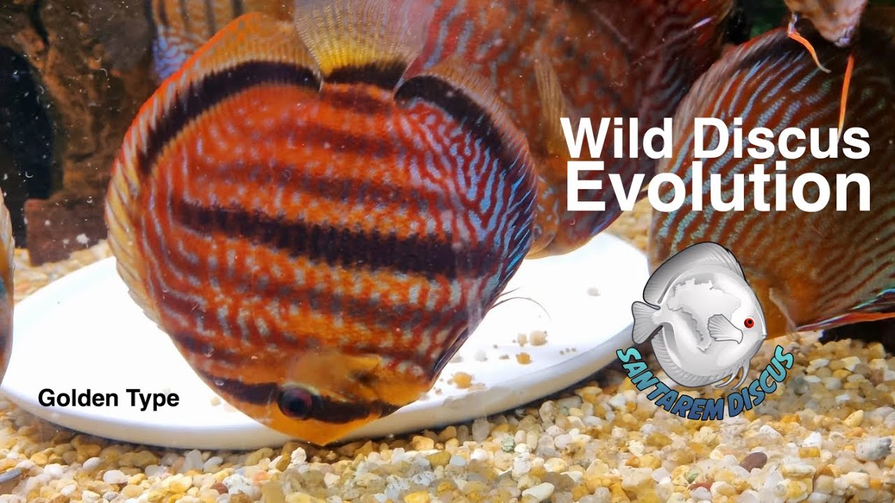 Wild Discus Evolution - Golden Type - YouTube