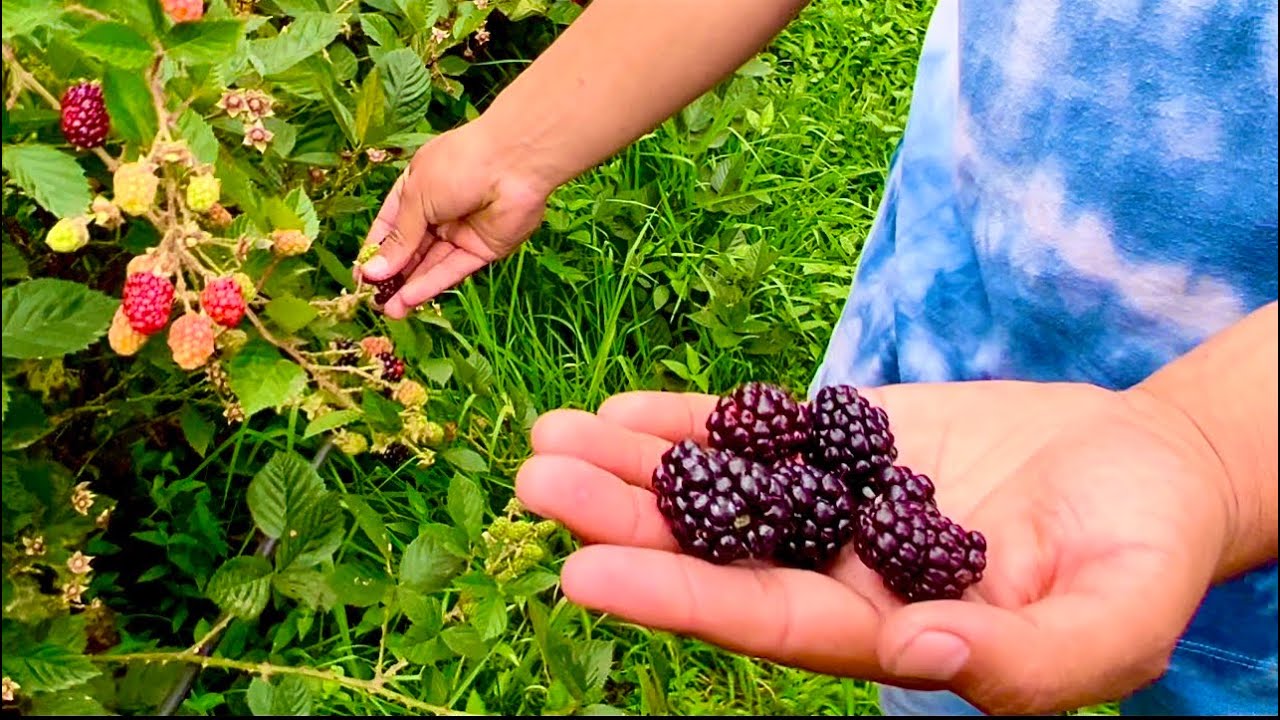 zarzamora, cómo cultivarla y cosecharla #parientesdelrancho - YouTube