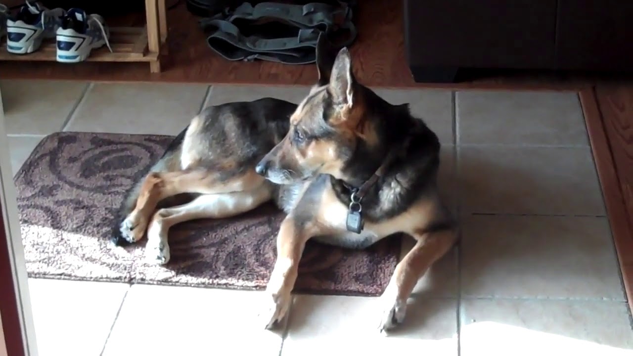 Day 54 post CCL ACL tear German Shepherd dog Zero attempting non ...