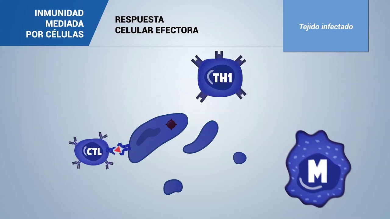 Inmunidad mediada por células - YouTube