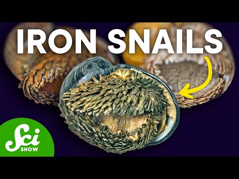 The Indestructible Deep Sea Snail