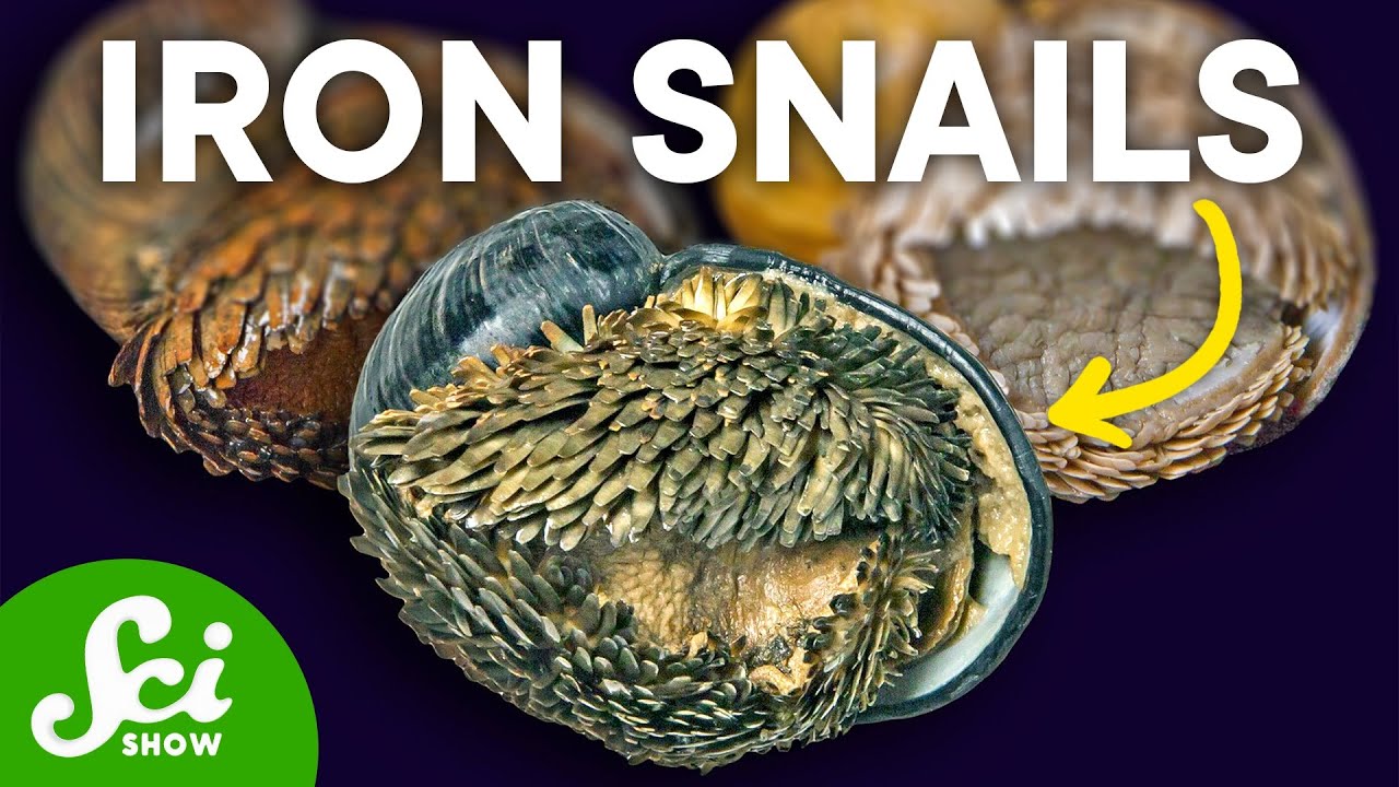 The Indestructible Deep Sea Snail - YouTube