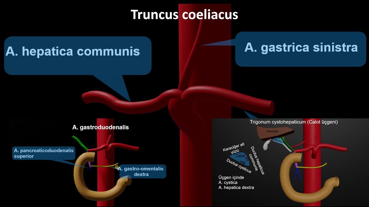 En Özet Truncus coeliacus (Coeliac Trunk Animated ) - YouTube