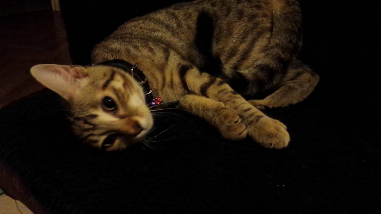 Dodo le chat(1) - YouTube