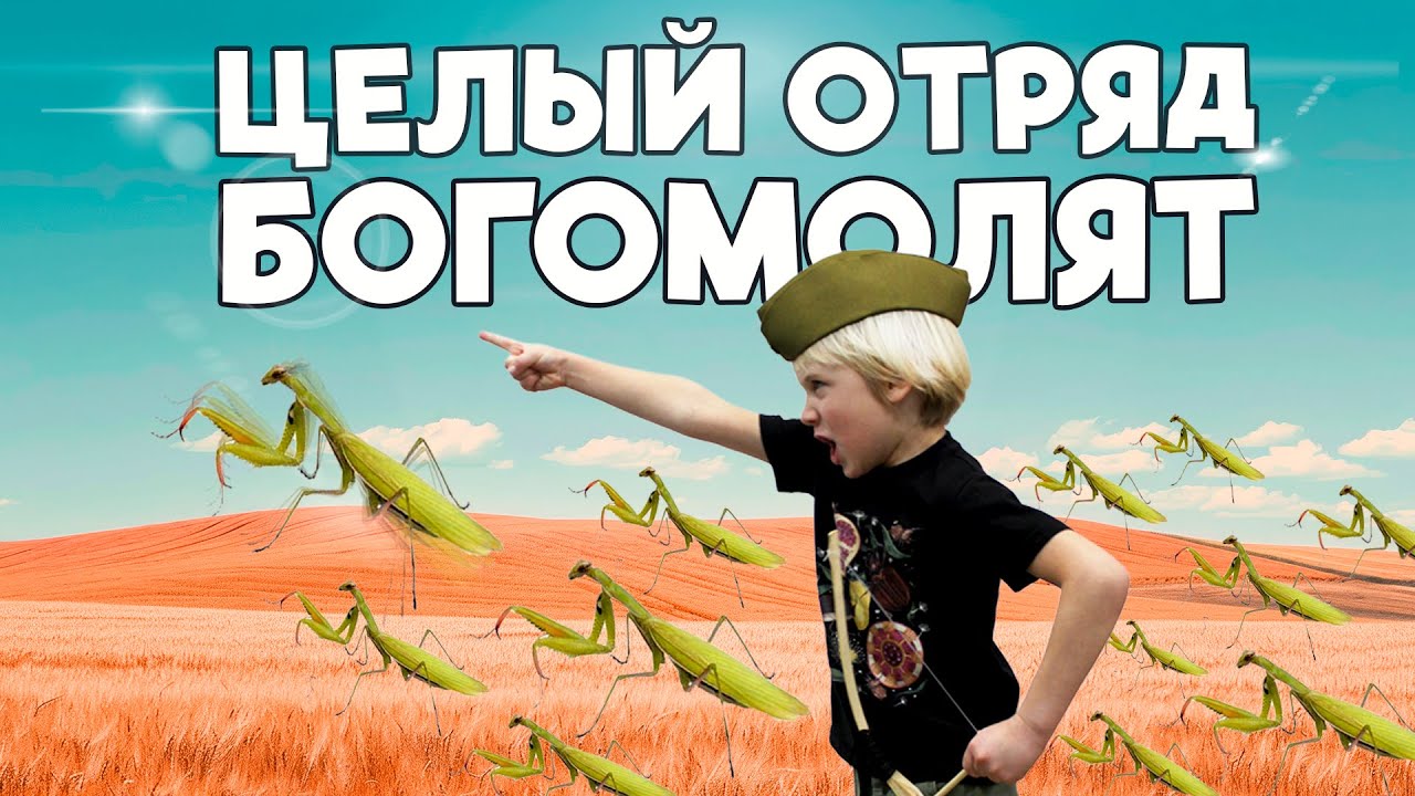 Отряд богомолов // Squad of mantises - YouTube