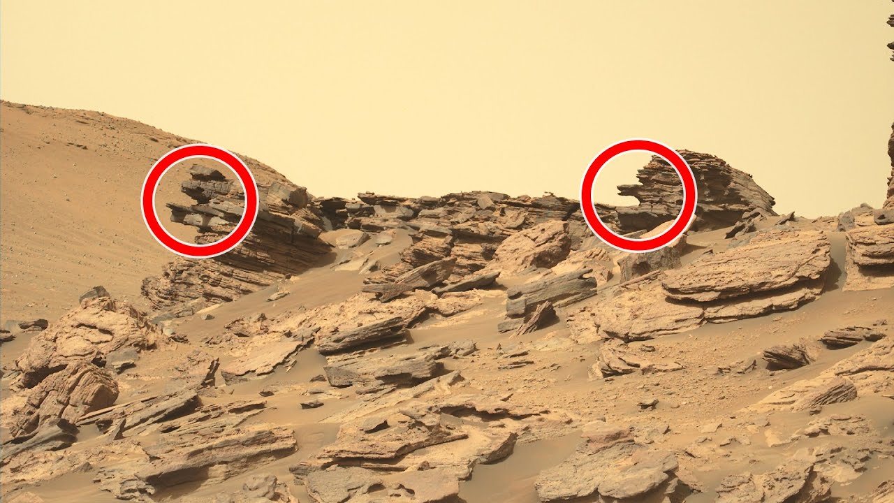 Mars Rover Animals 2022