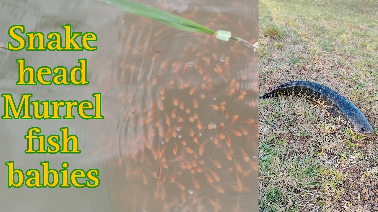 Snakehead Murrel Fish Babies | Snakehead Murrel Fishing | Wild Life ...